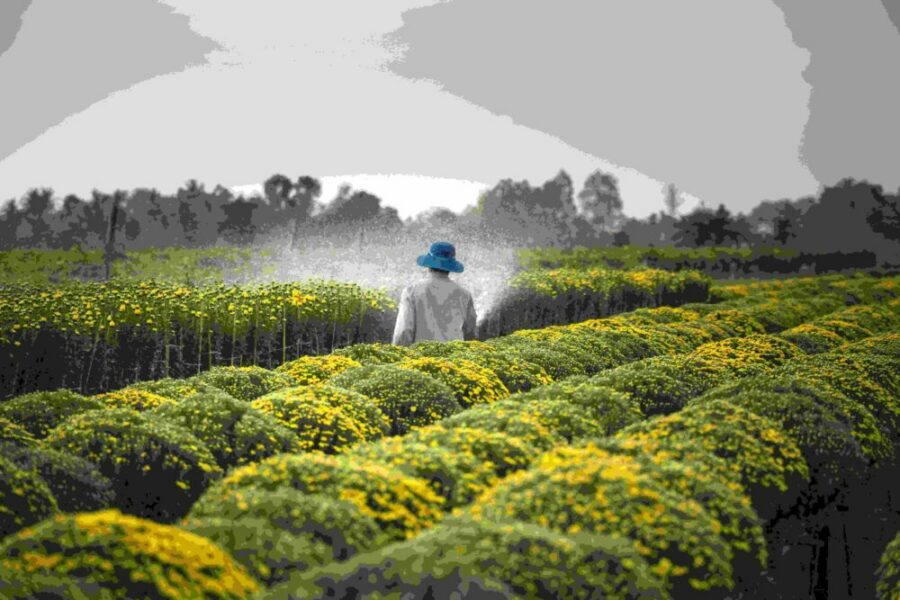 Certificado Digital Produtor Rural: Como Funciona? - Sygma