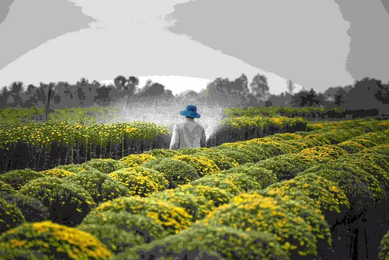 Certificado Digital Produtor Rural: como funciona, importância e como emitir?